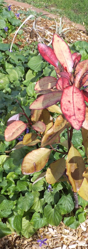 Plant_strip - Once upon a Garden